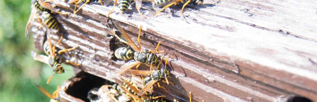 Blue Tick Pest & Wildlife Control | Denver Pest Control